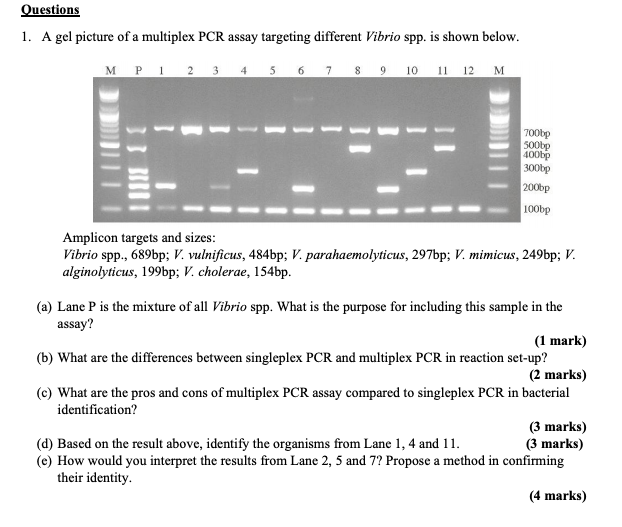 Solved Questions 1. A gel picture of a multiplex PCR assay | Chegg.com