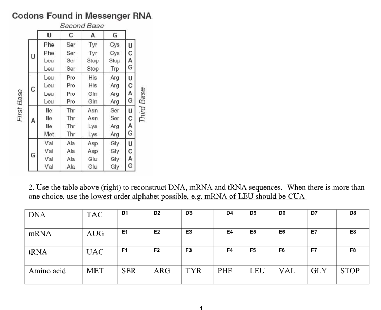 Solved Ser Ser Codons Found in Messenger RNA Socond Basc U | Chegg.com