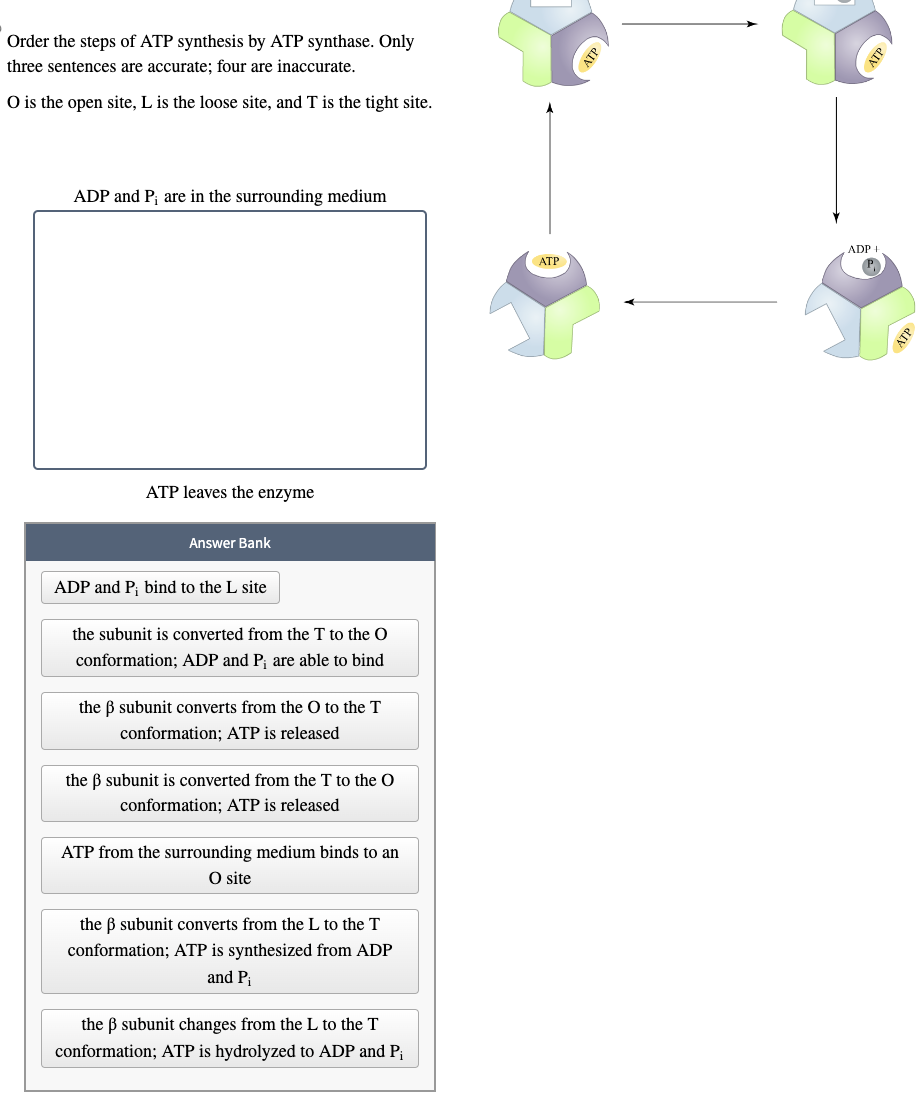 Solved Order the steps of ATP synthesis by ATP synthase. | Chegg.com