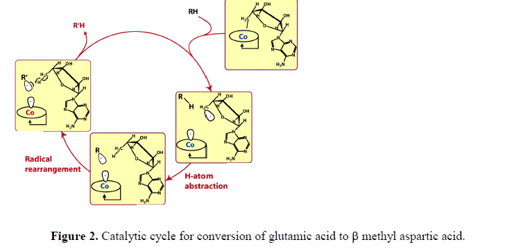 Solved H2NOC L CONH2 H2NOC N Co -NN CONH2 CONH2 HN N Но N | Chegg.com