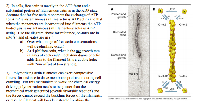 2) In cells, free actin is mostly in the ATP form and | Chegg.com