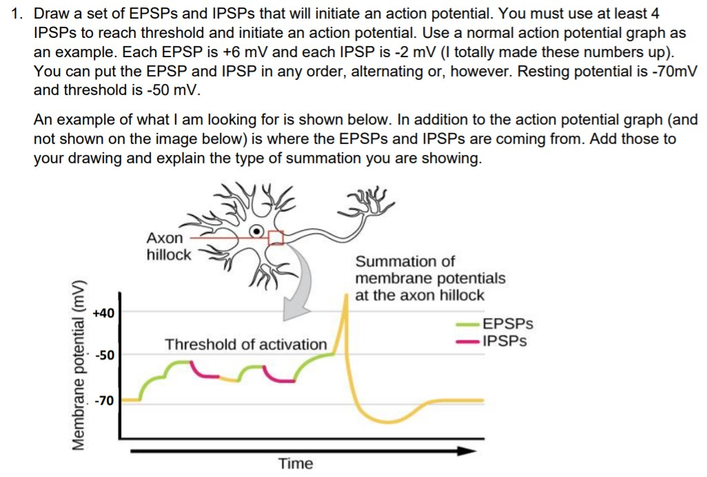 Solved 1. Draw a set of EPSPs and IPSPs that will initiate | Chegg.com Solved 1. Draw a set of EPSPs and IPSPs that will initiate | Chegg.com