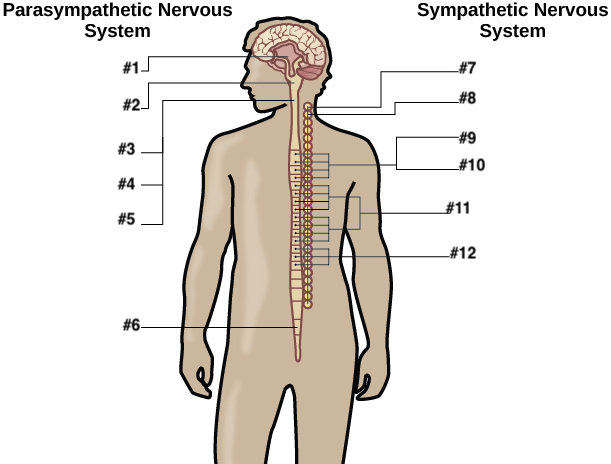 Solved Nervous System, Endocrine System, and Neuron | Chegg.com