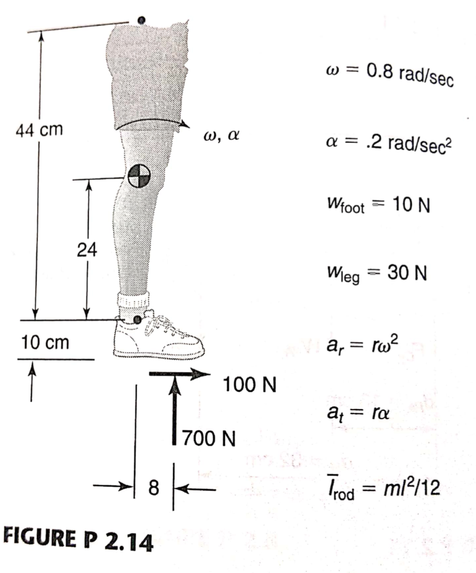 The stick figure shown here of the lower leg plus | Chegg.com