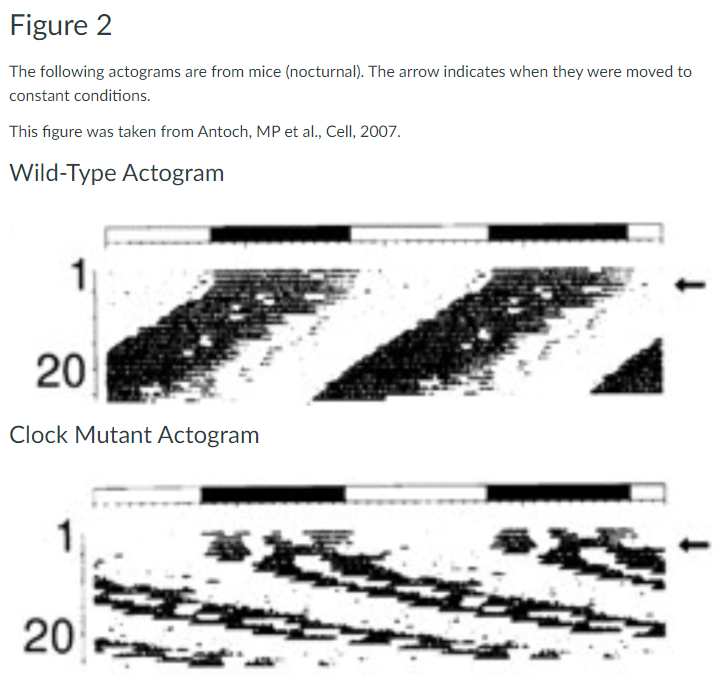 Solved 1. Describe the mutant actogram in comparison to the | Chegg.com