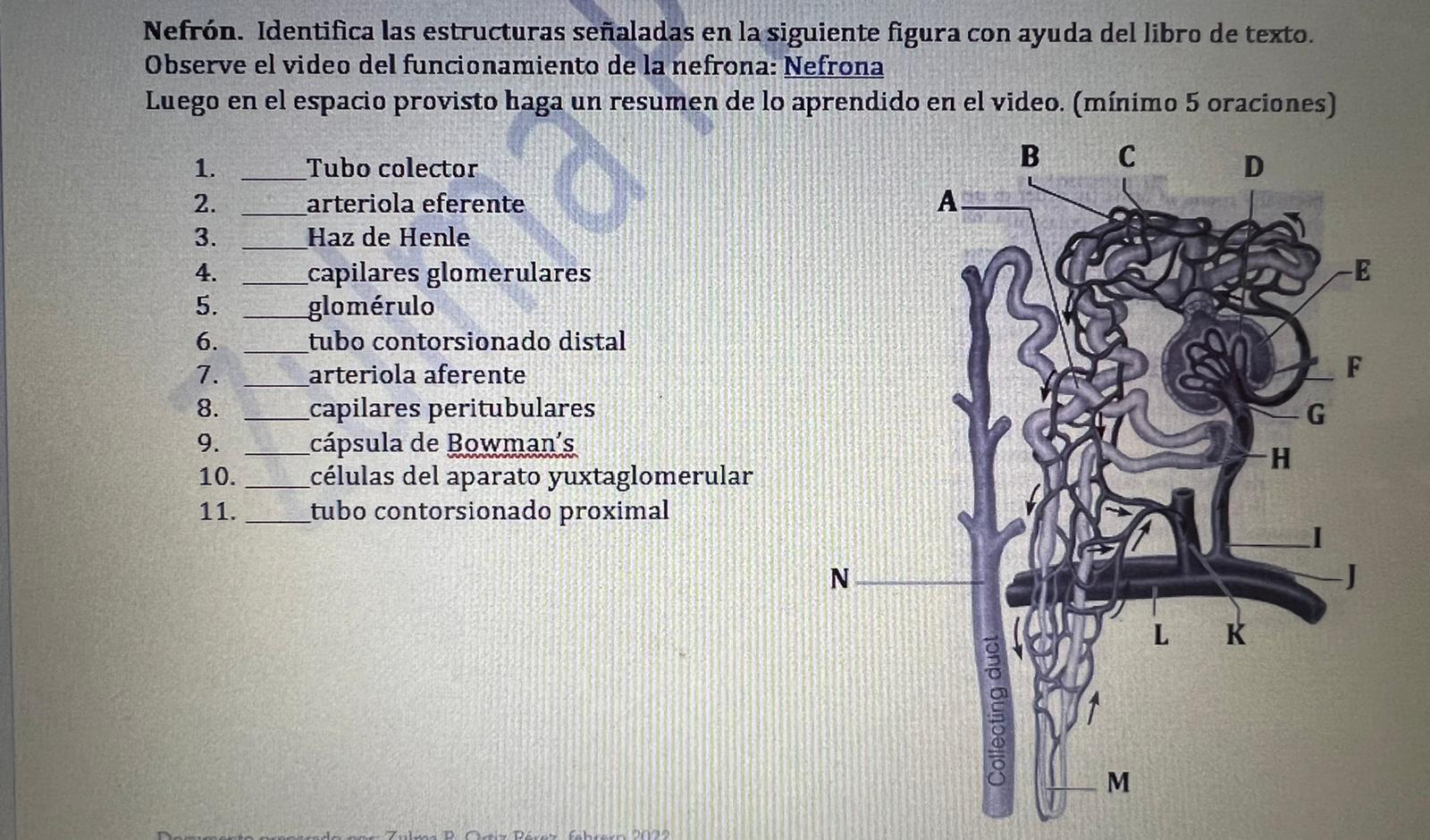Solved Nephron. Identify the structures indicated in the | Chegg.com
