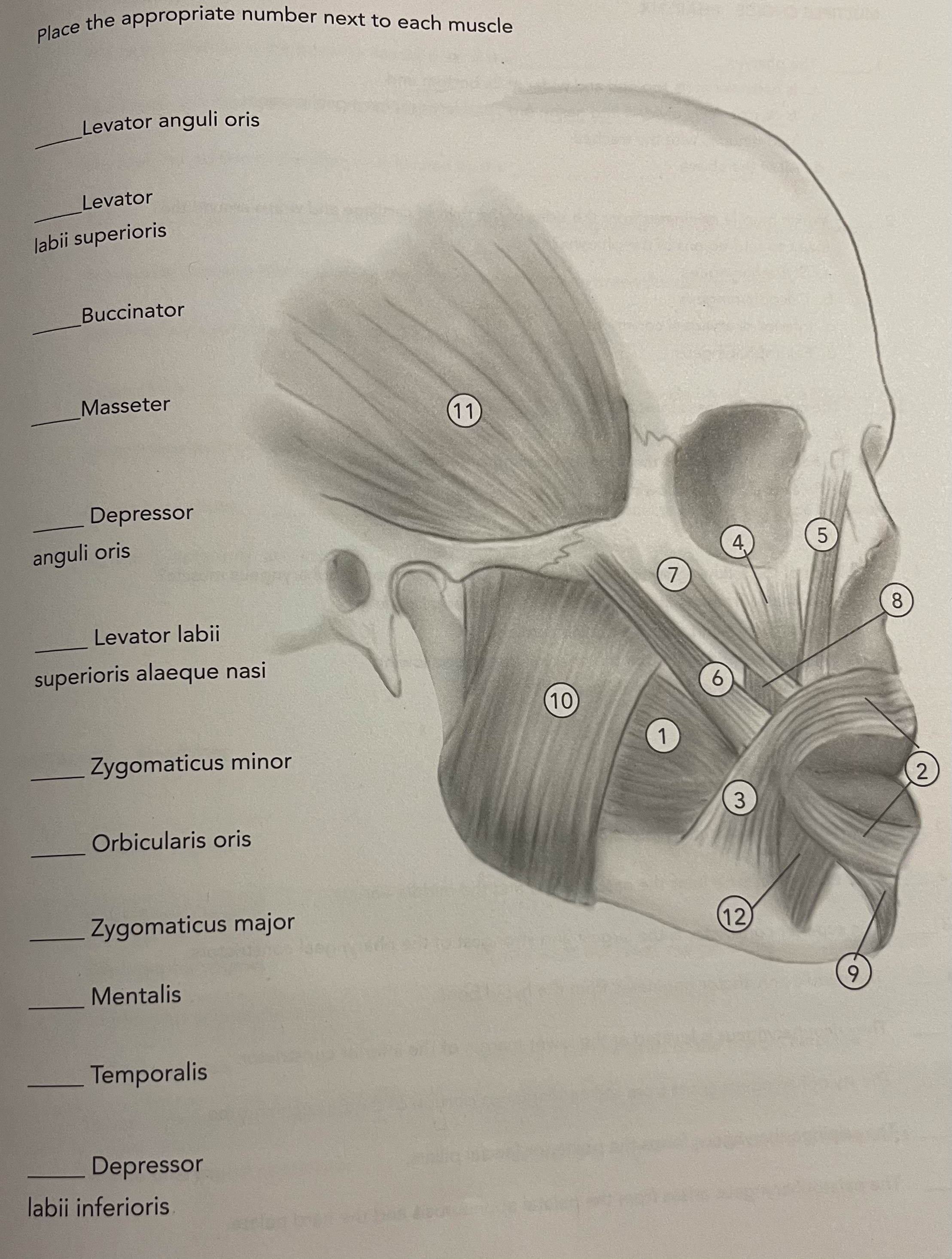 Solved FILL IN THE BLANK FACIAL MUSCLES 1. The surrounds the | Chegg.com