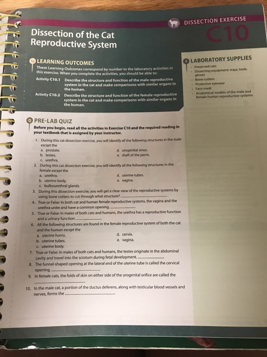 Solved DISSECTION EXERCISE Dissection of the Cat | Chegg.com