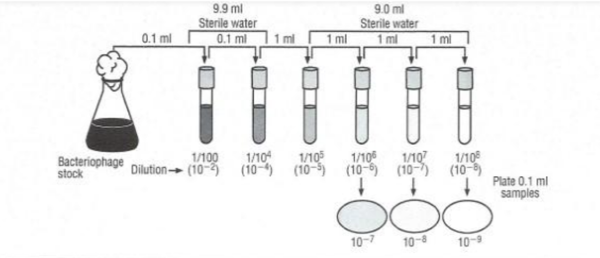 Solved Calculate bacterial enumeration Results: # of | Chegg.com