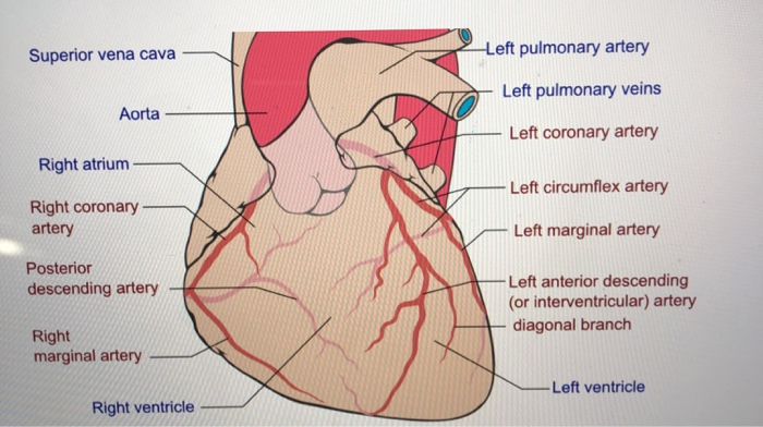 Solved Superior vena cava Left pulmonary artery \ Left | Chegg.com