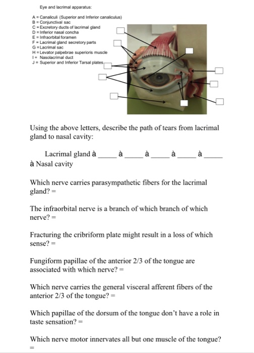 Solved Eye and lacrimal apparatus A Canaliculi (Superior and | Chegg.com