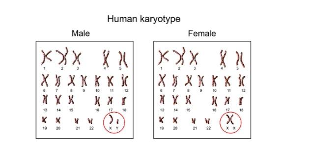Solved Figure 1 – Normal Human Genome Figure 2 – HeLa | Chegg.com