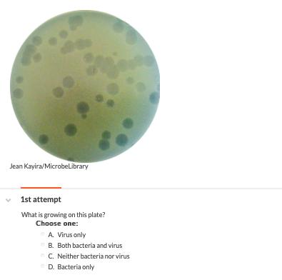 Solved Jean Kayira/MicrobeLibrary 1st attempt What is | Chegg.com