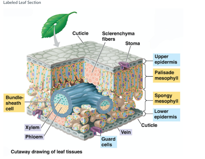 Using the labeled image of a section of a leaf | Chegg.com