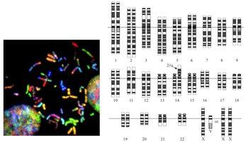 Solved Provide the ISCN result (Karyotype designation) and | Chegg.com