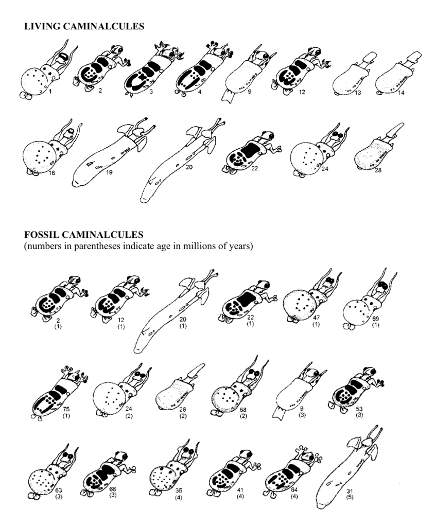 Solved Exercise 3. The Phylogeny of Caminalcules Using a | Chegg.com