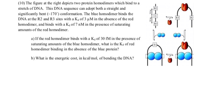 (10) The figure at the right depicts two protein | Chegg.com