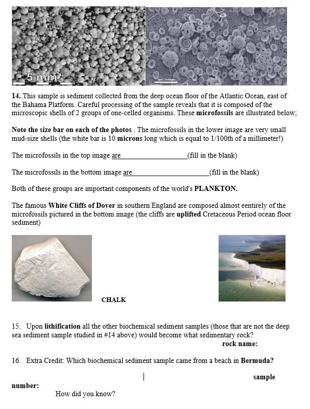 Solved This sample is sediment collected from the deep ocean | Chegg.com