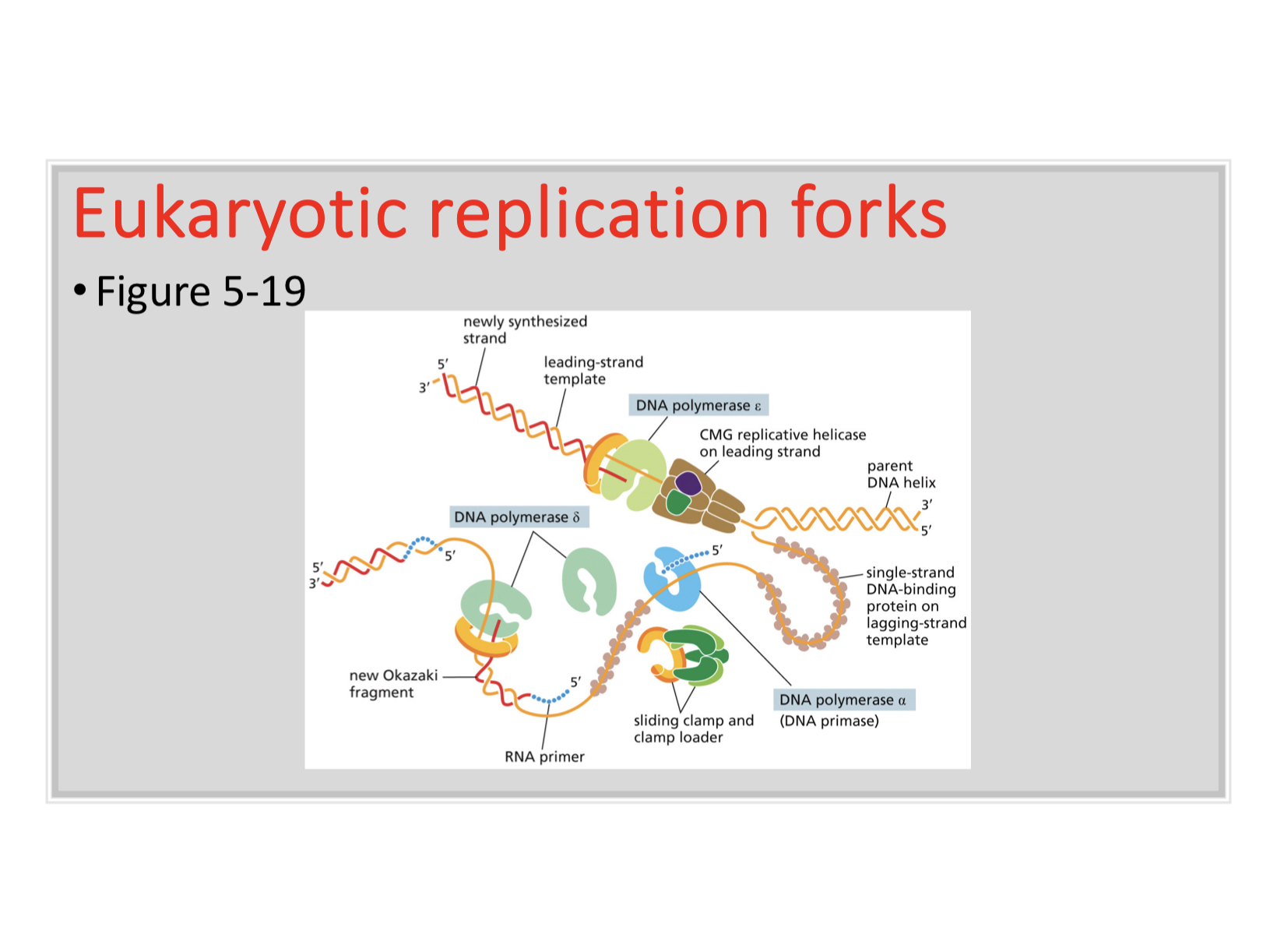 Solved Eukaryotic replication fork Figure 5-19 in text | Chegg.com
