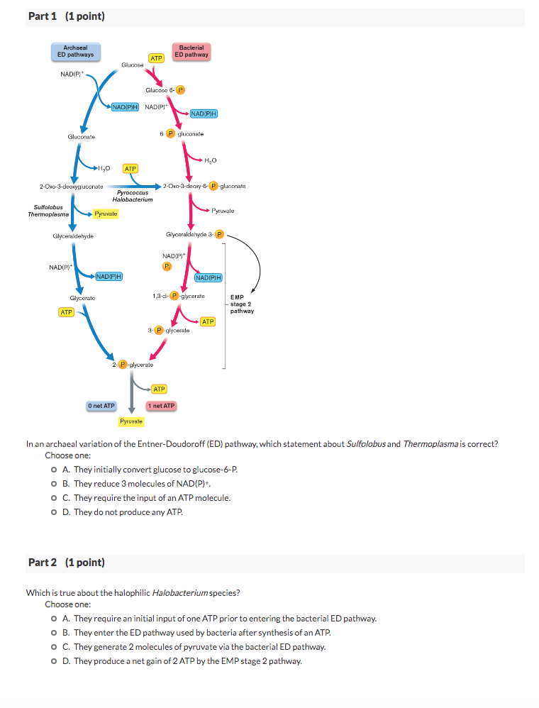 Solved Part 1 (1 point) Archaeal ED pathways Bacterial ED | Chegg.com