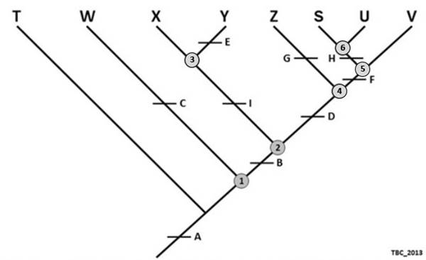Solved Consider the cladogram shown below. To which taxon is | Chegg.com