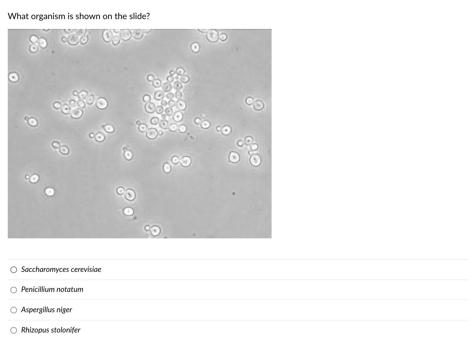 Saccharomyces Cerevisiae Slide
