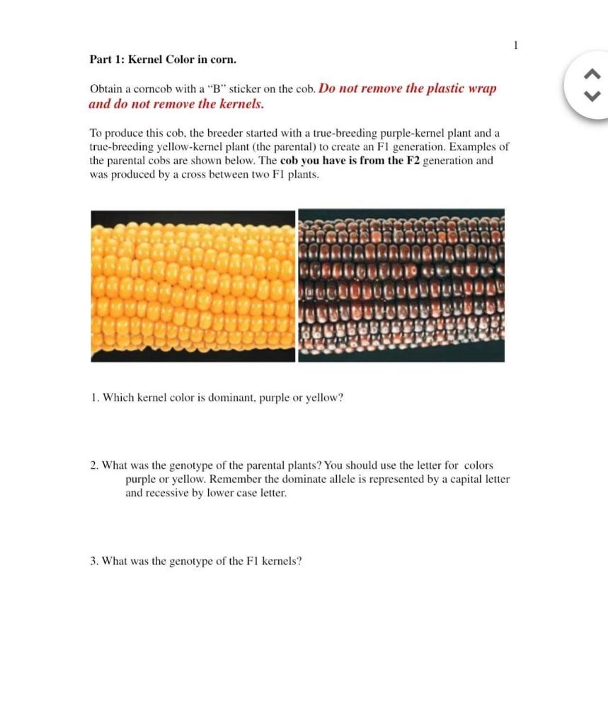 Solved Corn Genetics Corn plants are useful in genetics | Chegg.com