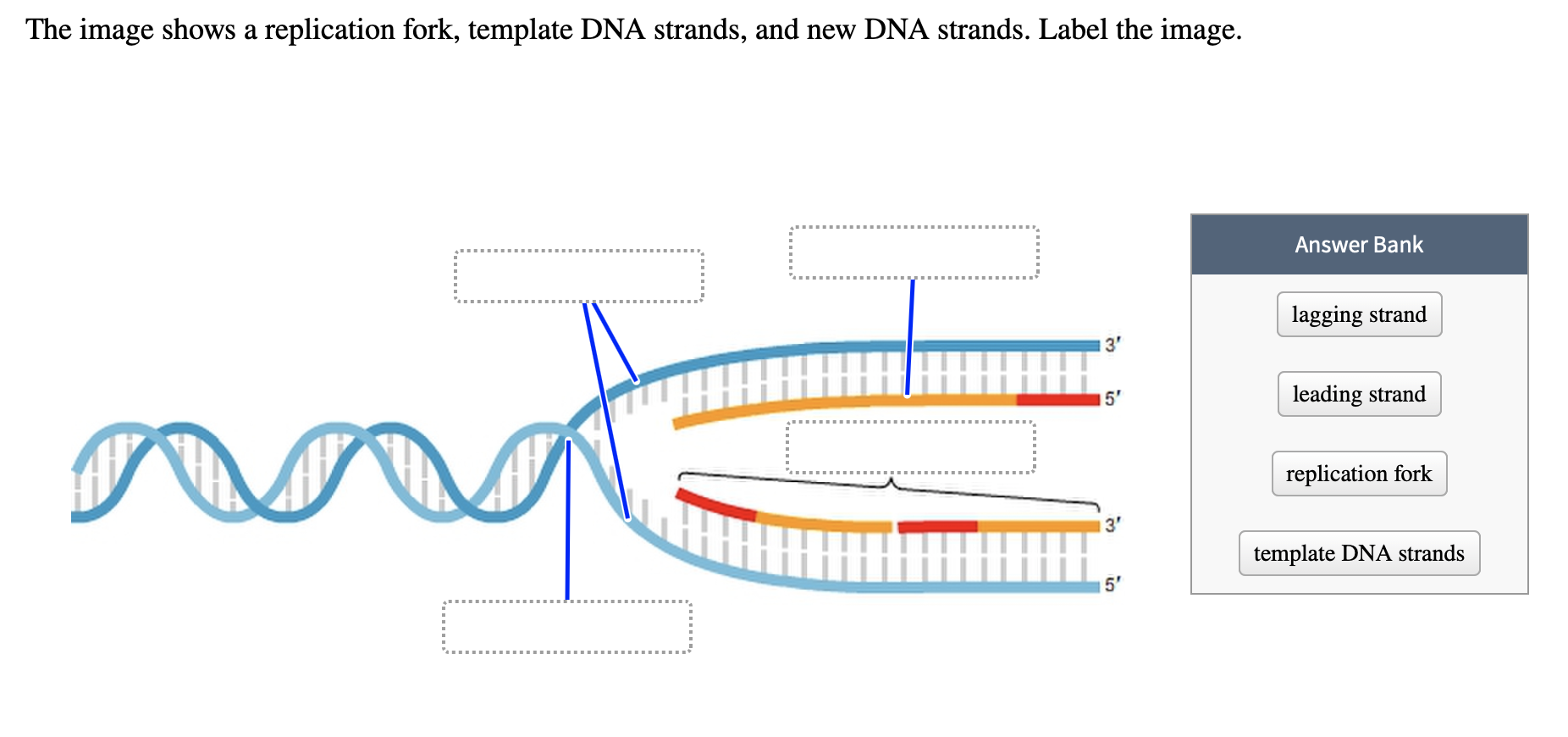 Solved The image shows a replication fork, template DNA | Chegg.com