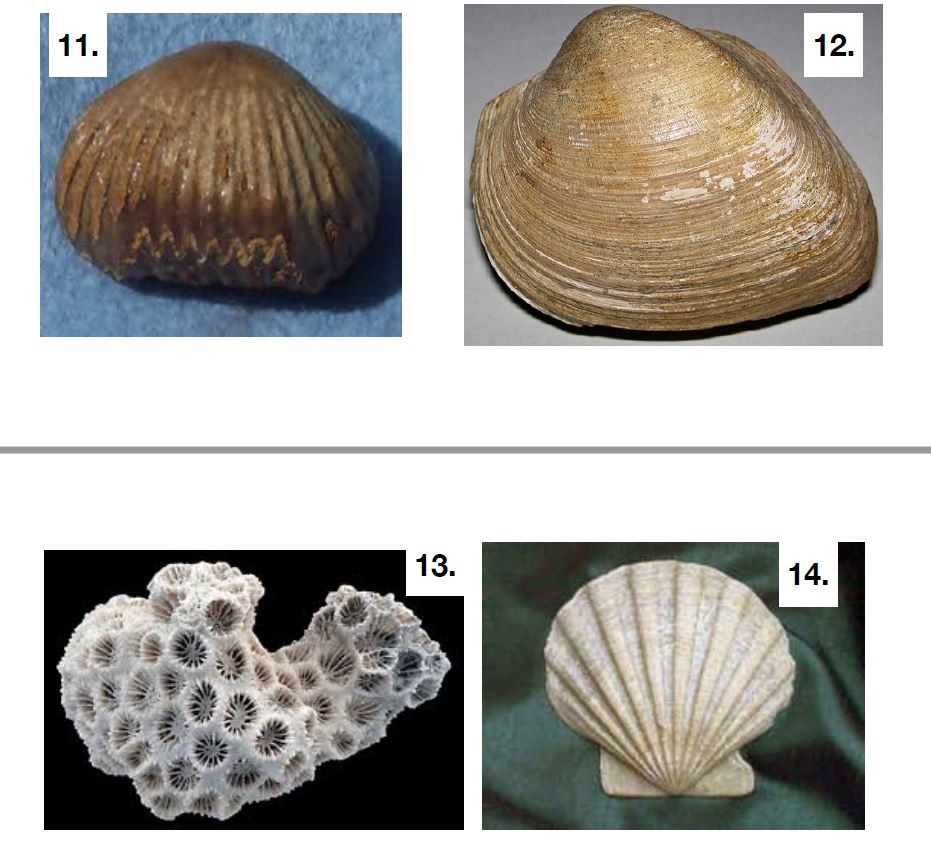Identify All Fossil Specimens Provided By Your Ins... | Chegg.com