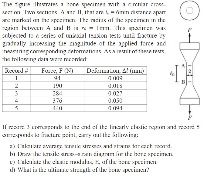 Solved The figure illustrates a bone specimen with a | Chegg.com