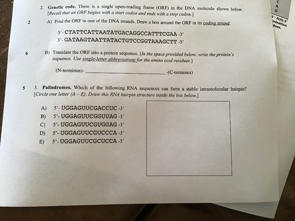 Solved A Genetic code. There is a single open-reading frame | Chegg.com