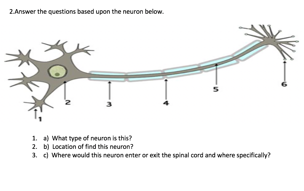 Solved 2.Answer the questions based upon the neuron below. | Chegg.com
