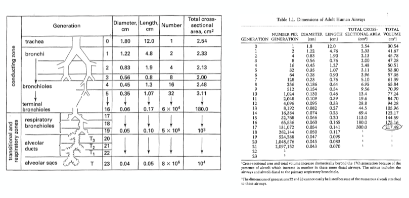 Bronchial Tree Generations