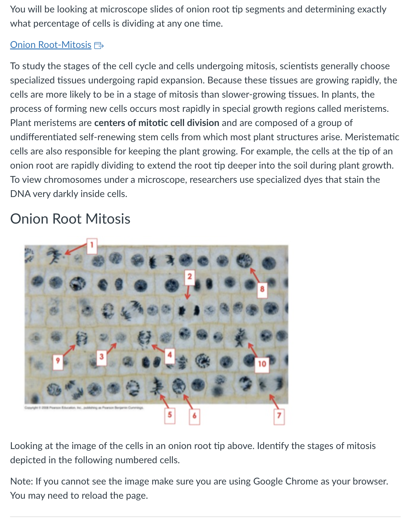 Solved You will be looking at microscope slides of onion | Chegg.com