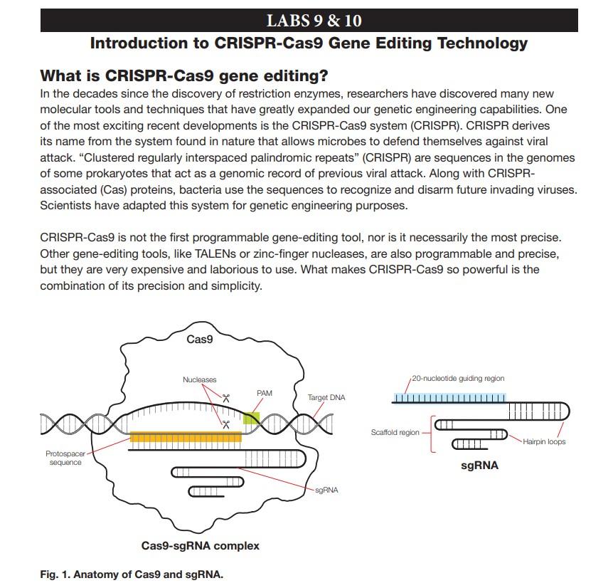 Solved LABS 9 & 10 Introduction to CRISPR-Cas9 Gene Editing | Chegg.com