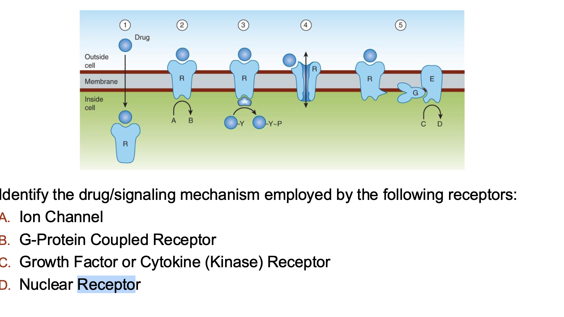 Solved Identify the drug/signaling mechanism employed by the | Chegg.com
