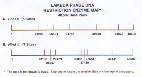 Solved Help please "Using the illustration of the | Chegg.com