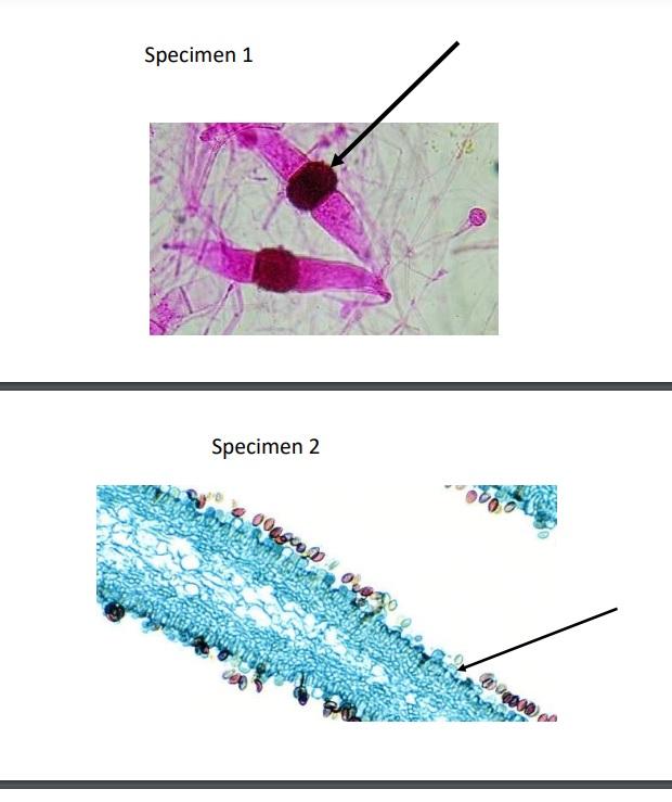 Solved Specimen 1 Specimen 2 \}2Specimen 3 SpecSpecimen 5 | Chegg.com