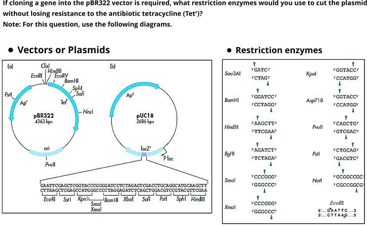 Solved If cloning a gene into the pBR322 vector is required, | Chegg.com