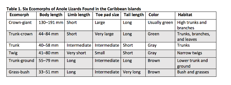 Solved Table 1. Six Ecomorphs of Anole Lizards Found in the | Chegg.com