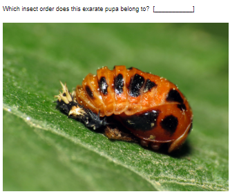 Solved Of the three basic metamorphosis developmental types, | Chegg.com