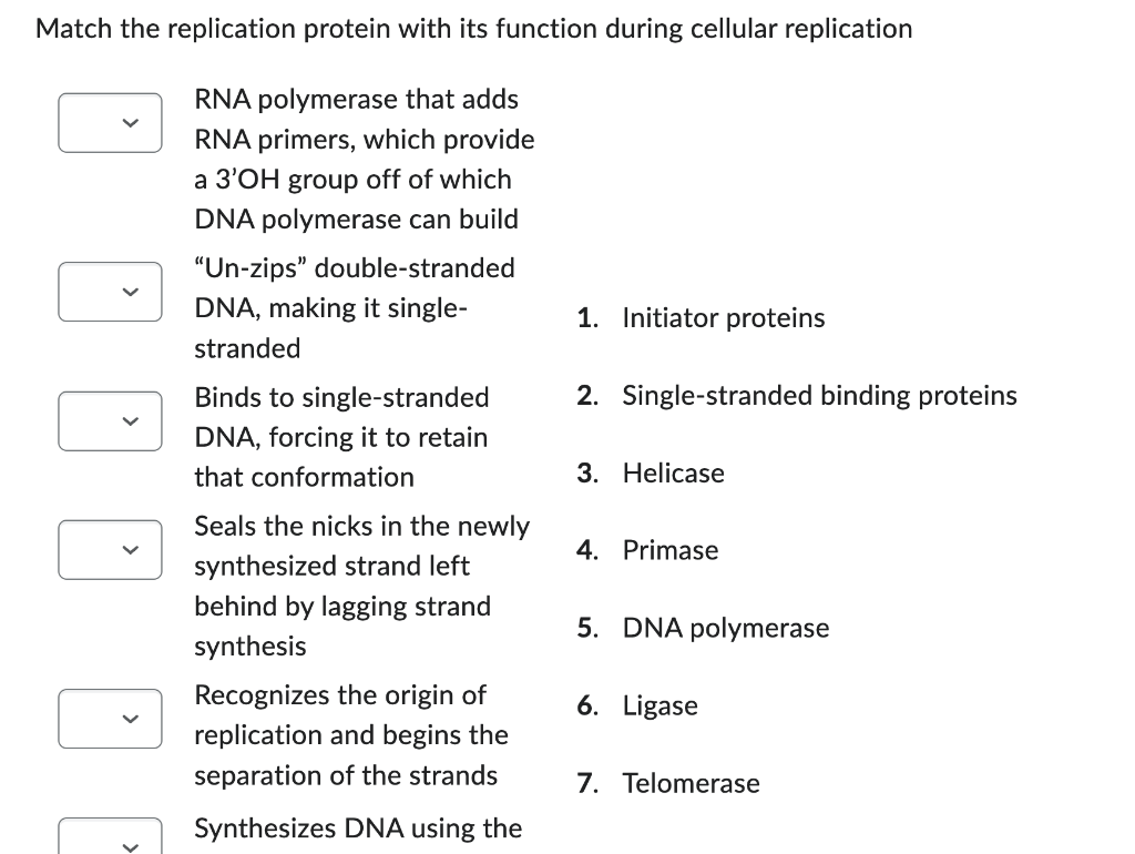 Solved Match the replication protein with its function | Chegg.com