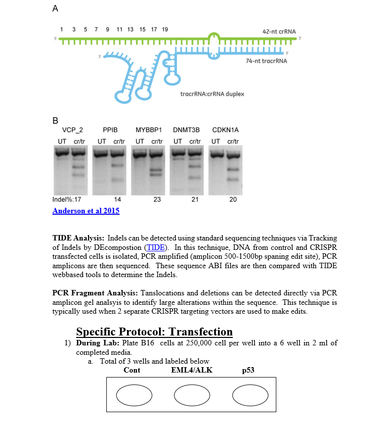 Solved 3) Attached a Gel (figure) for the p53 PCR Analysis. | Chegg.com