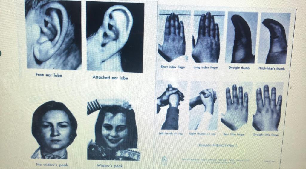 Can you show me an example of what personal phenotype | Chegg.com