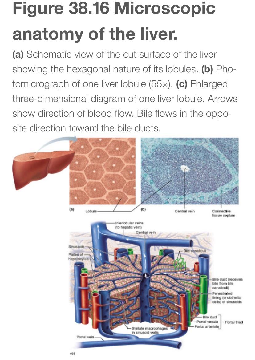 Examine a slide of liver tissue and identify as many | Chegg.com