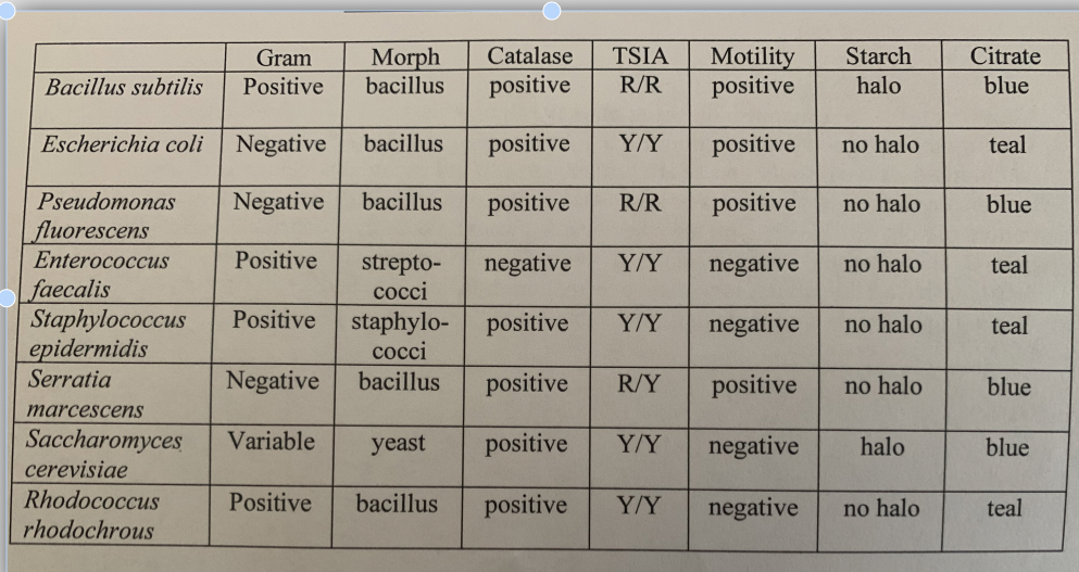 Solved Gram Positive Morph bacillus Catalase positive TSIA | Chegg.com