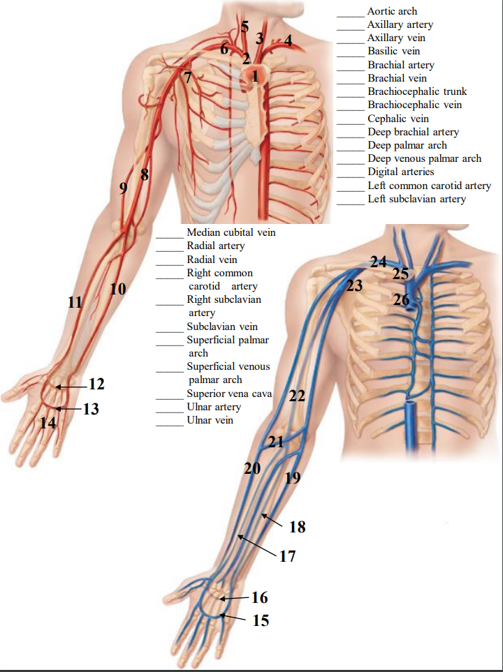 How Does The Anatomy Of The Arteries That Travel From The, 59% OFF