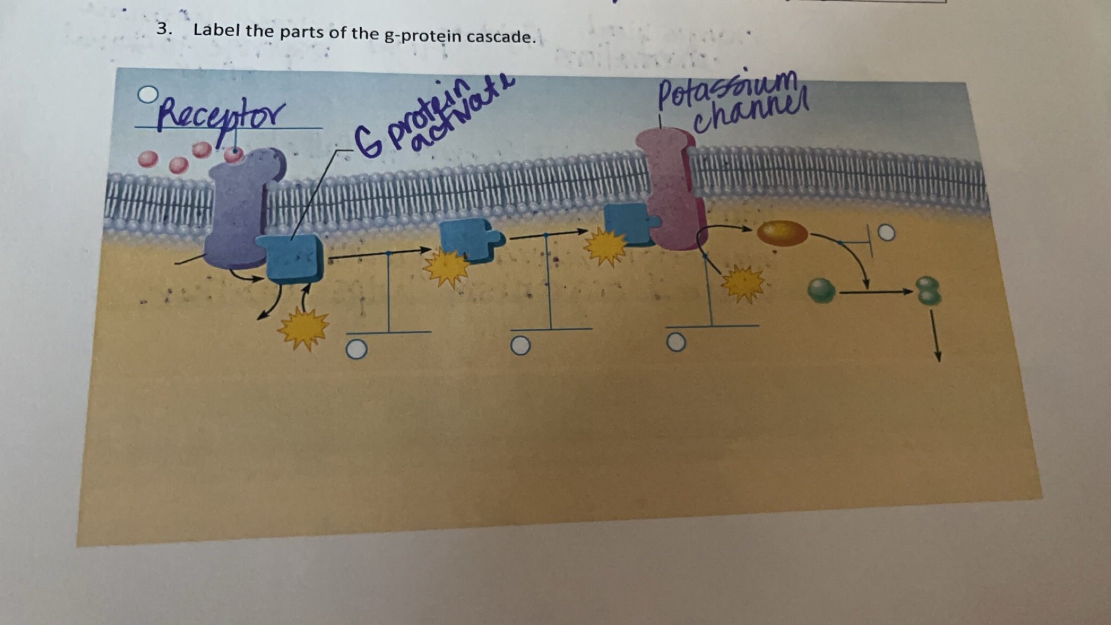 Solved Label the parts of the g-protein cascade. | Chegg.com
