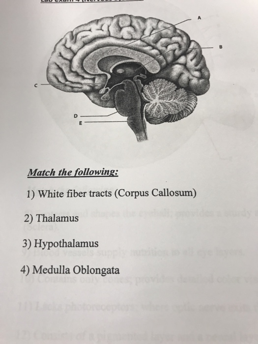 Brain Fiber Tracts