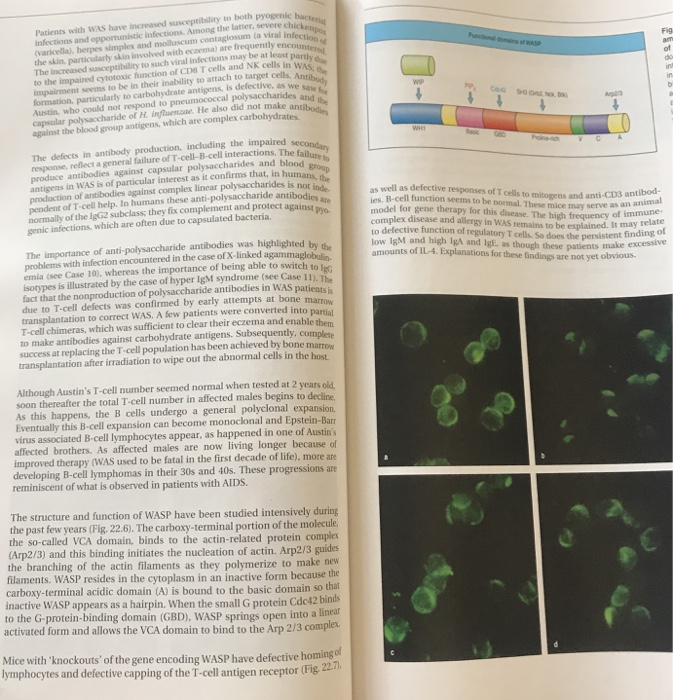 Solved The case of Austin Sloper: the consequences of a | Chegg.com